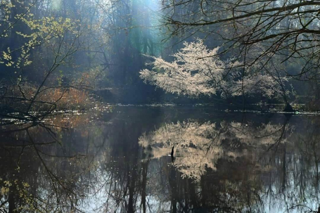 Bayou Bartholomew: World's Longest Stream Carved Delta Lowlands History ...